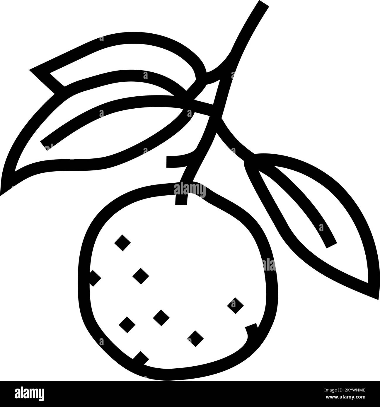 Mandarin leaves Black and White Stock Photos & Images - Alamy