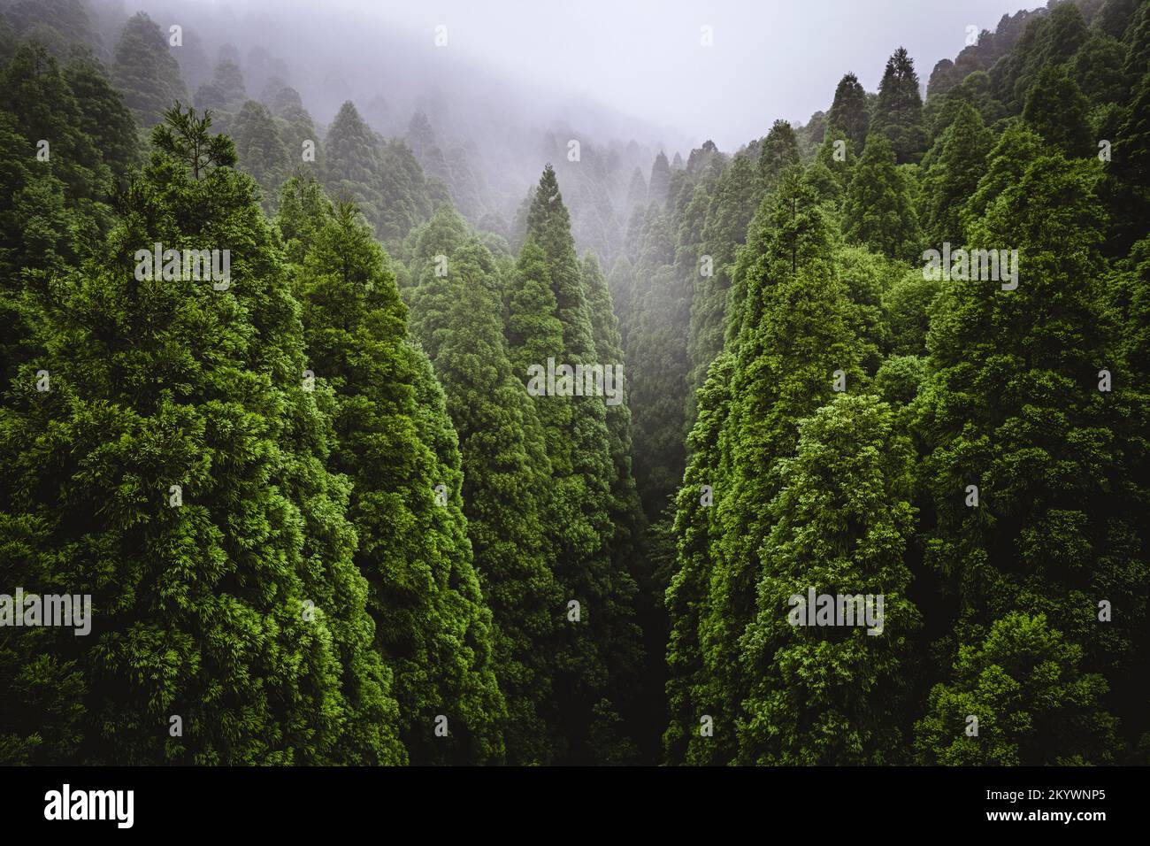 Pine trees in mist on the island of Sao Miguel, Azores Stock Photo - Alamy