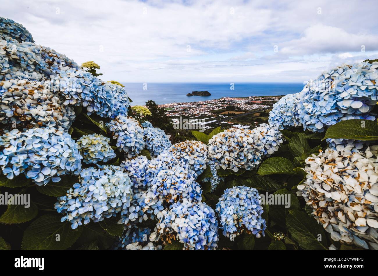 Blue hydrangea frame a gorgeous view of the ocean, Azores, Portugal ...