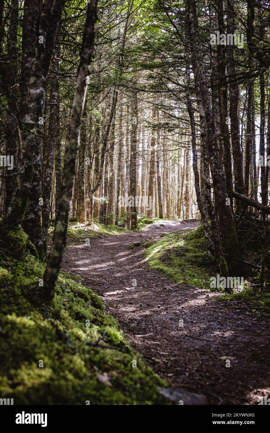 wide t rail meanders through dappled light and pine forest in Maine ...