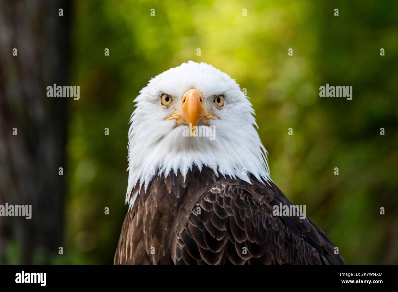 Rapia a hi-res stock photography and images - Alamy