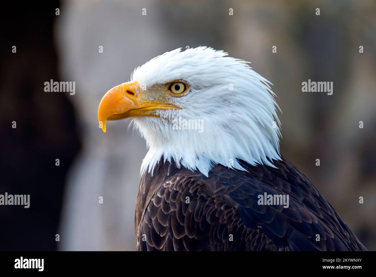 Aves de rapia hi-res stock photography and images - Alamy