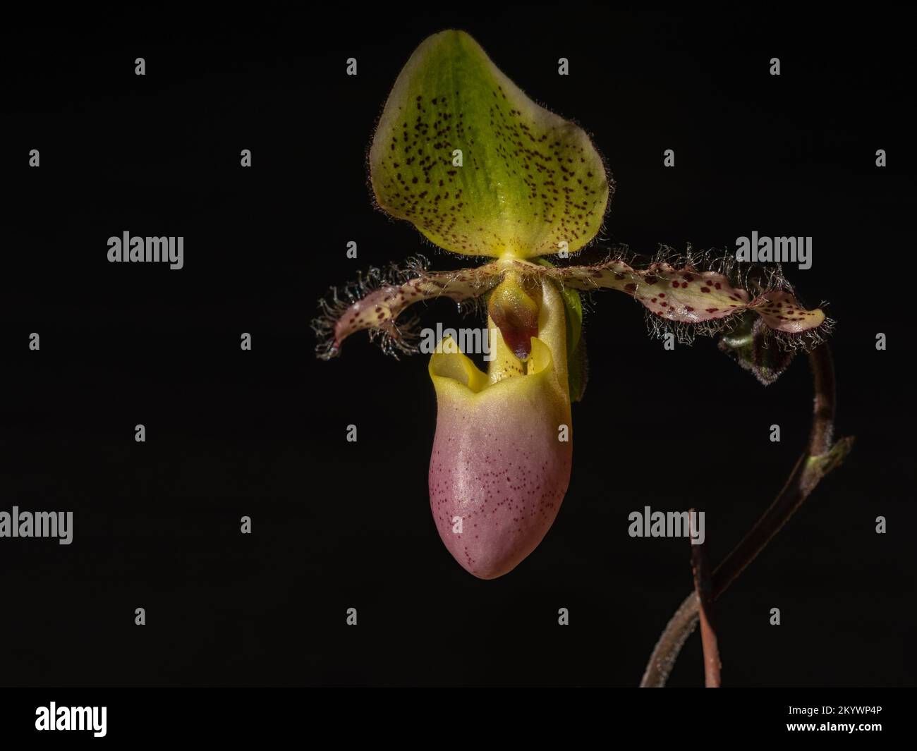 Closeup side view of yellow green and purple flower of lady slipper orchid species paphiopedilum ...
