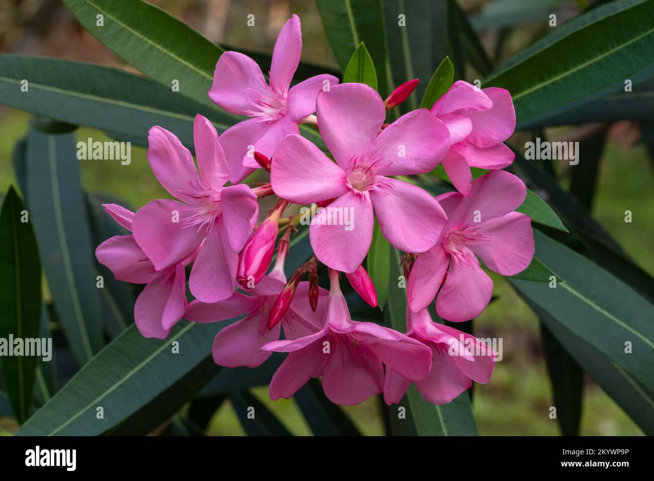 Closeup view of bright pink cluster of flowers of nerium oleander shrub ...