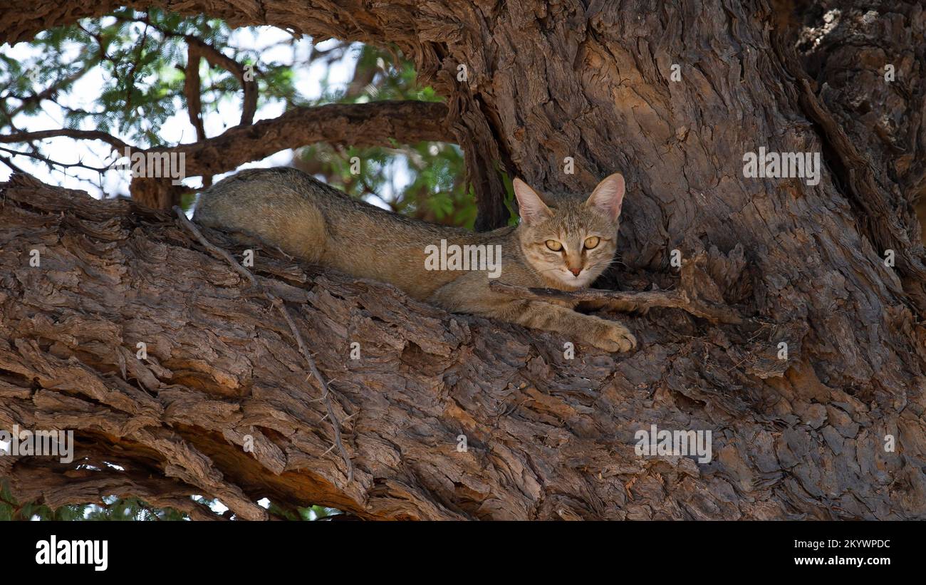 African Wild Cat ( Felis silvestris lybica ) Kgalagadi Transfrontier ...