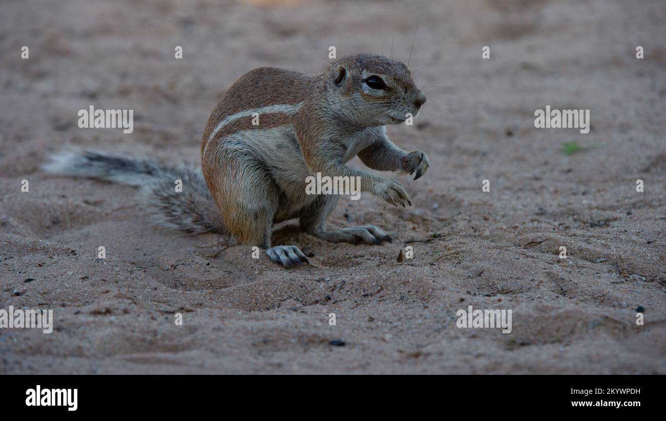 Ground squirrel (Xerus inauris) Kgalagadi Transfrontier Park, South ...