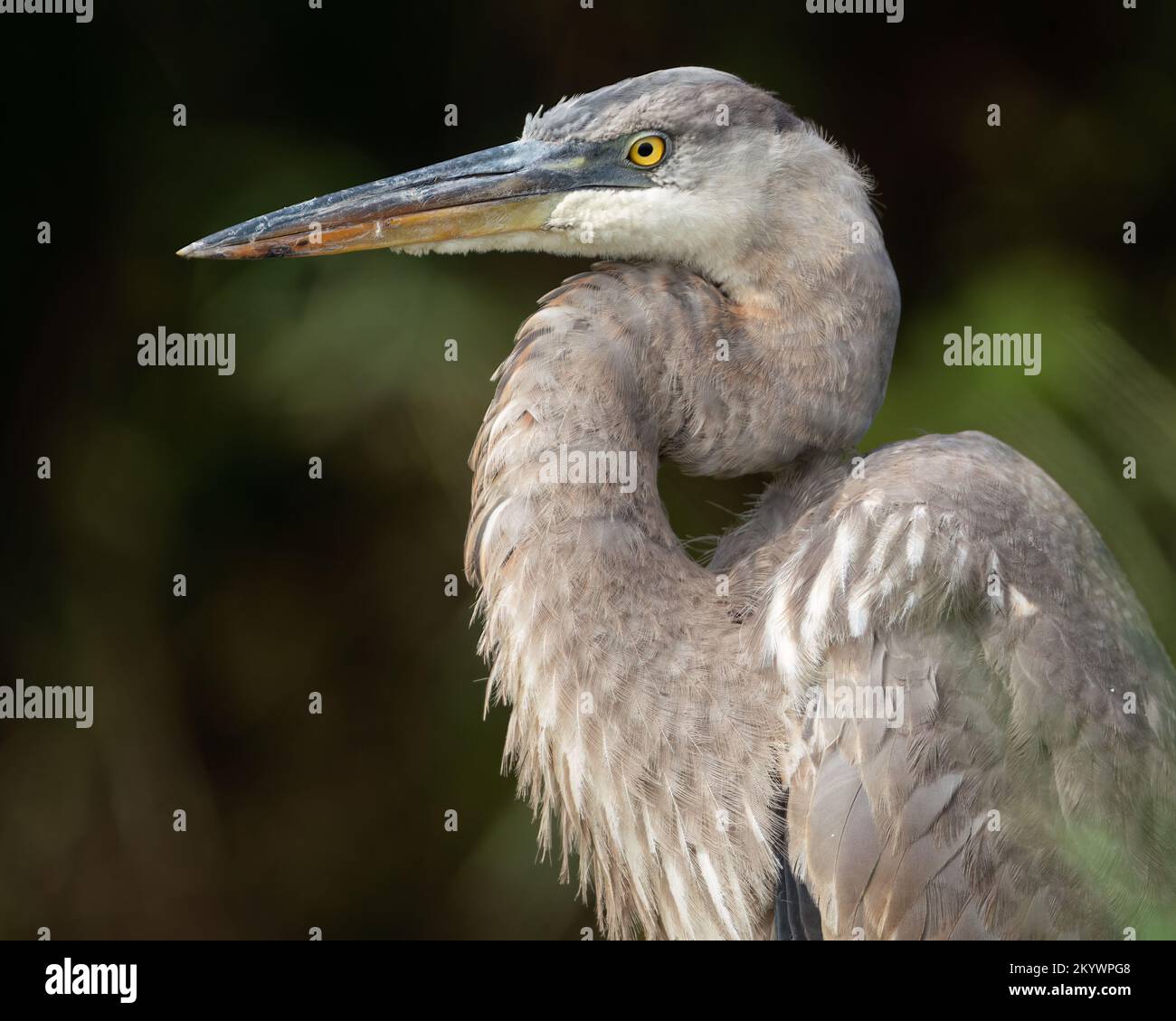 Juvenile great blue heron hi-res stock photography and images - Alamy