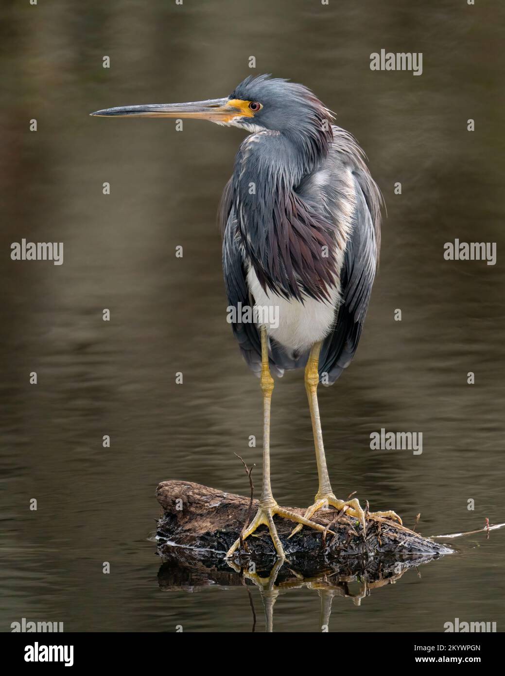 A Tri-colored heron Perched in a Wetland Stock Photo - Alamy
