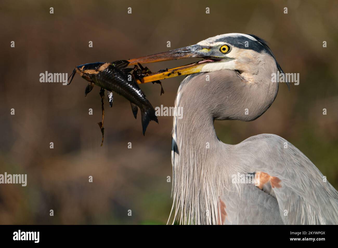 A Great Blue Heron Eating a Fish Stock Photo - Alamy