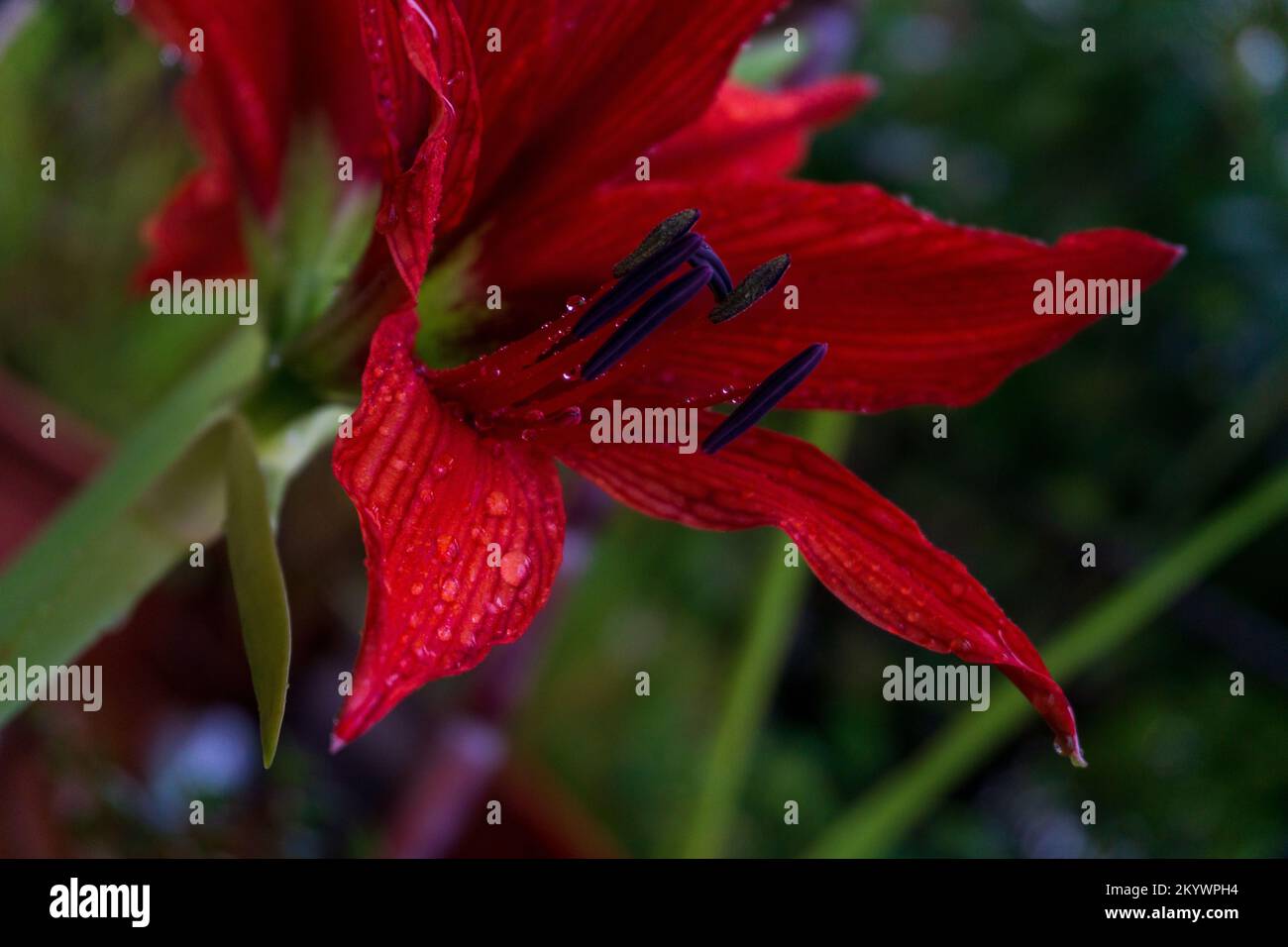 Huge bright red lily flower Amaryllis in the garden Stock Photo - Alamy