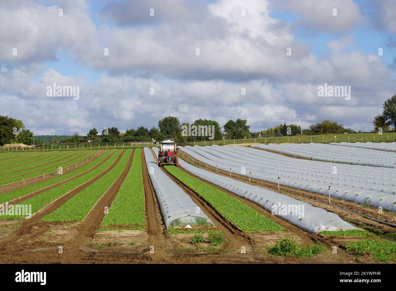 tractor covering with plastic for protection the rows of lettuce in the ...