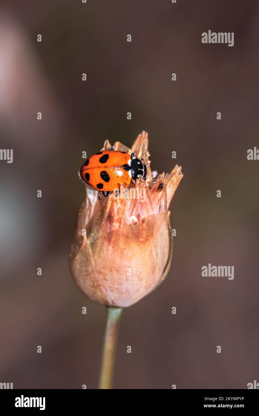 Ladybird beetle on a dried up flower blossom in springtime, Cape Town ...