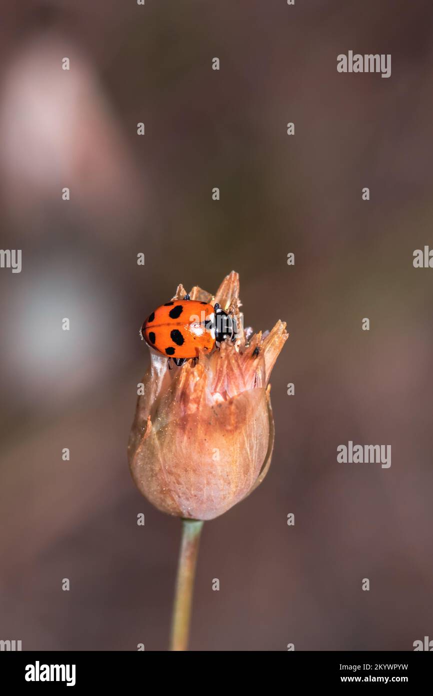 Ladybird beetle on a dried up flower blossom in springtime, Cape Town ...