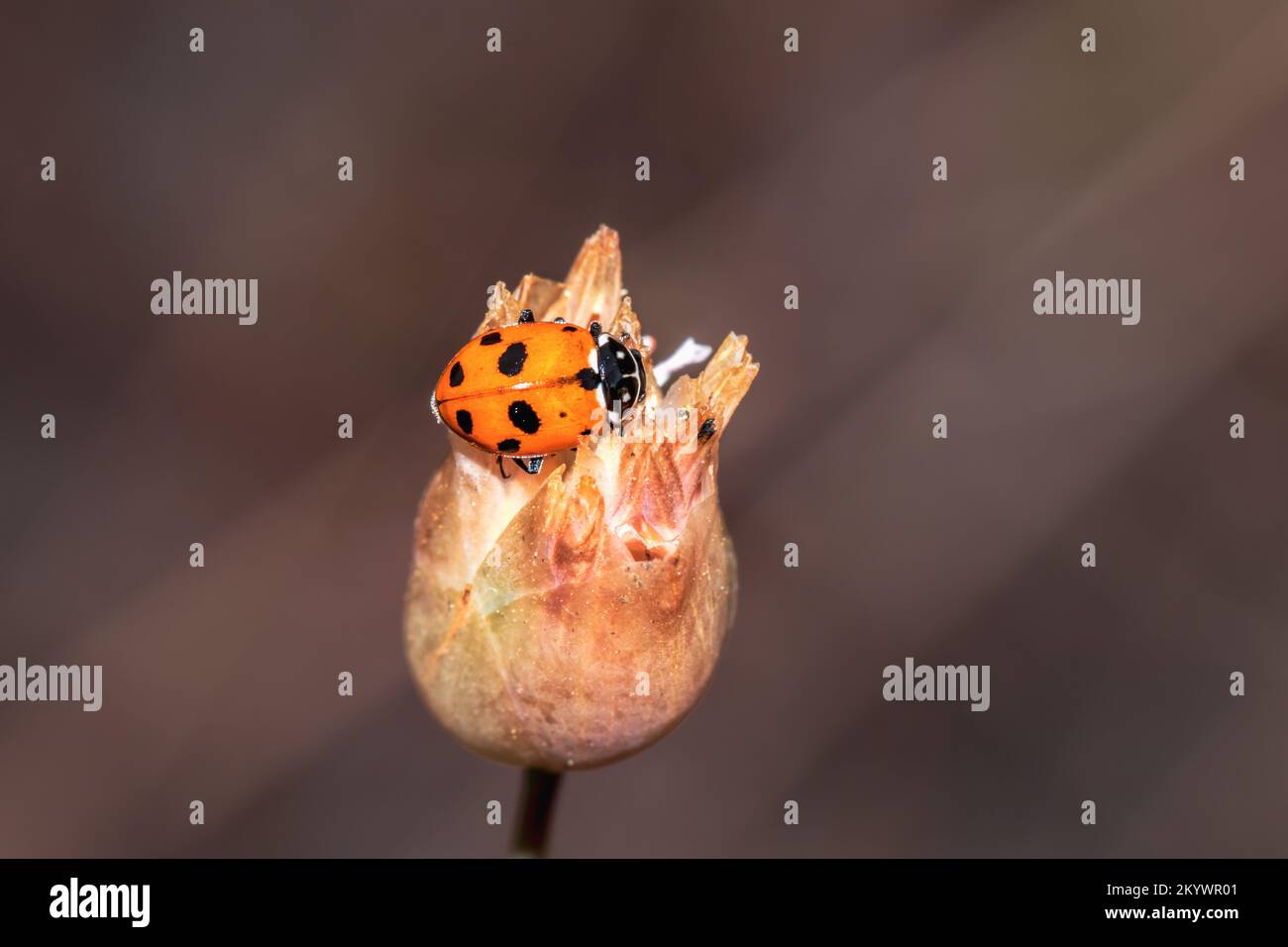 Ladybird beetle on a dried up flower blossom in springtime, Cape Town ...