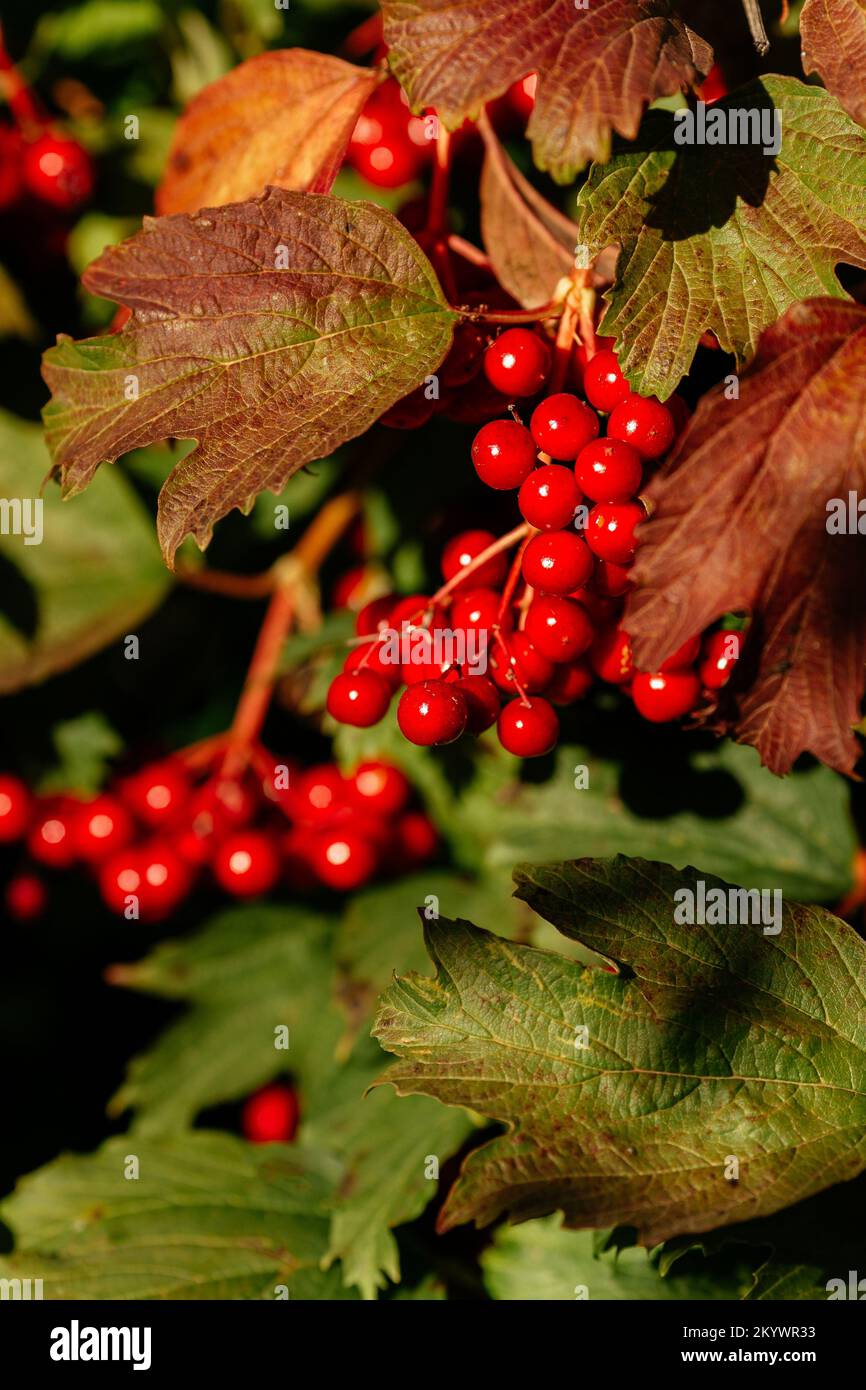 Kalina berries hi-res stock photography and images - Alamy