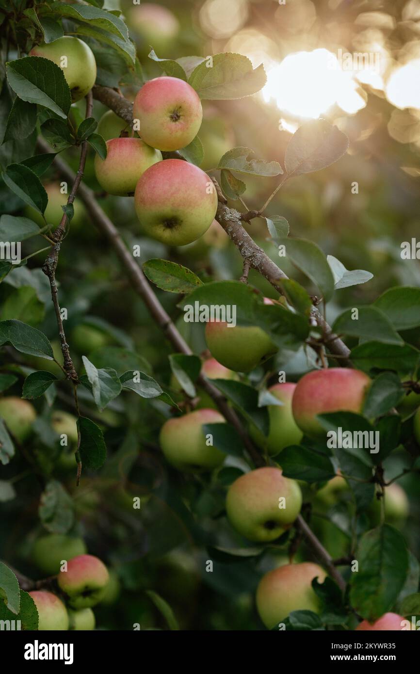 autumn nature apple tree green Stock Photo - Alamy