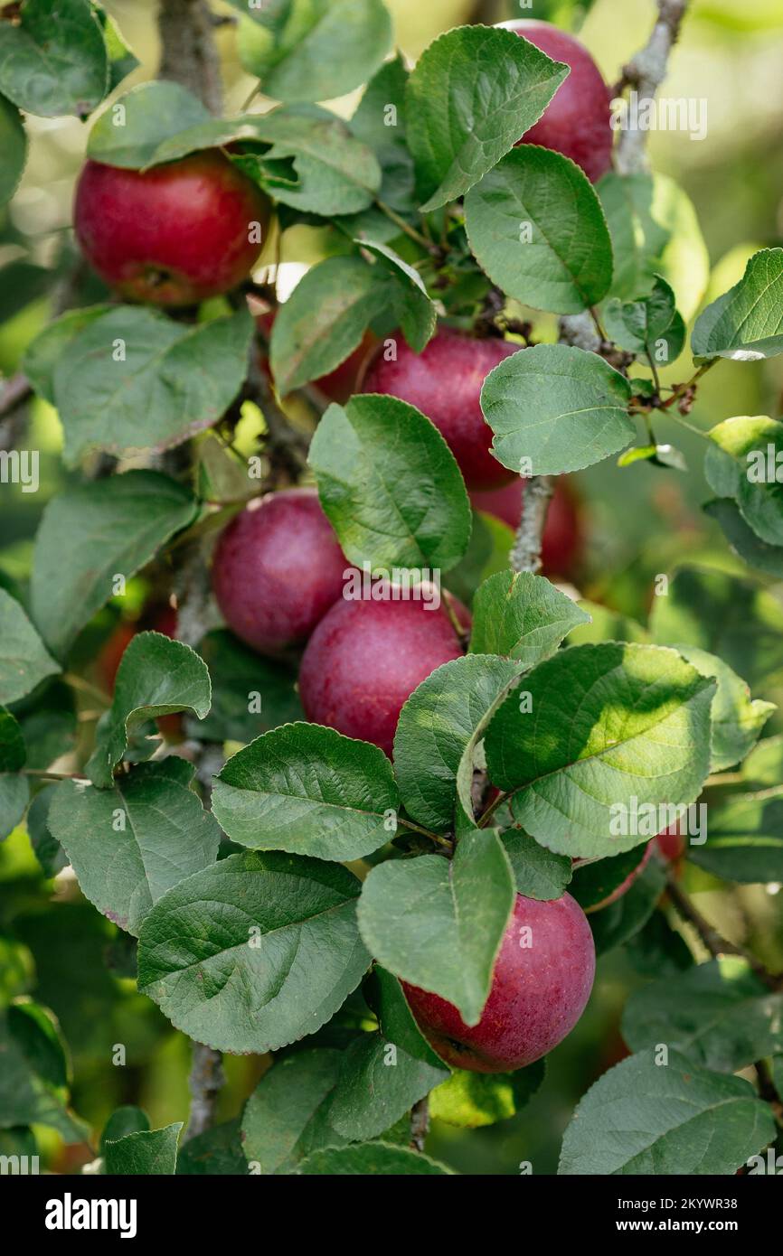 autumn nature apple tree green Stock Photo - Alamy