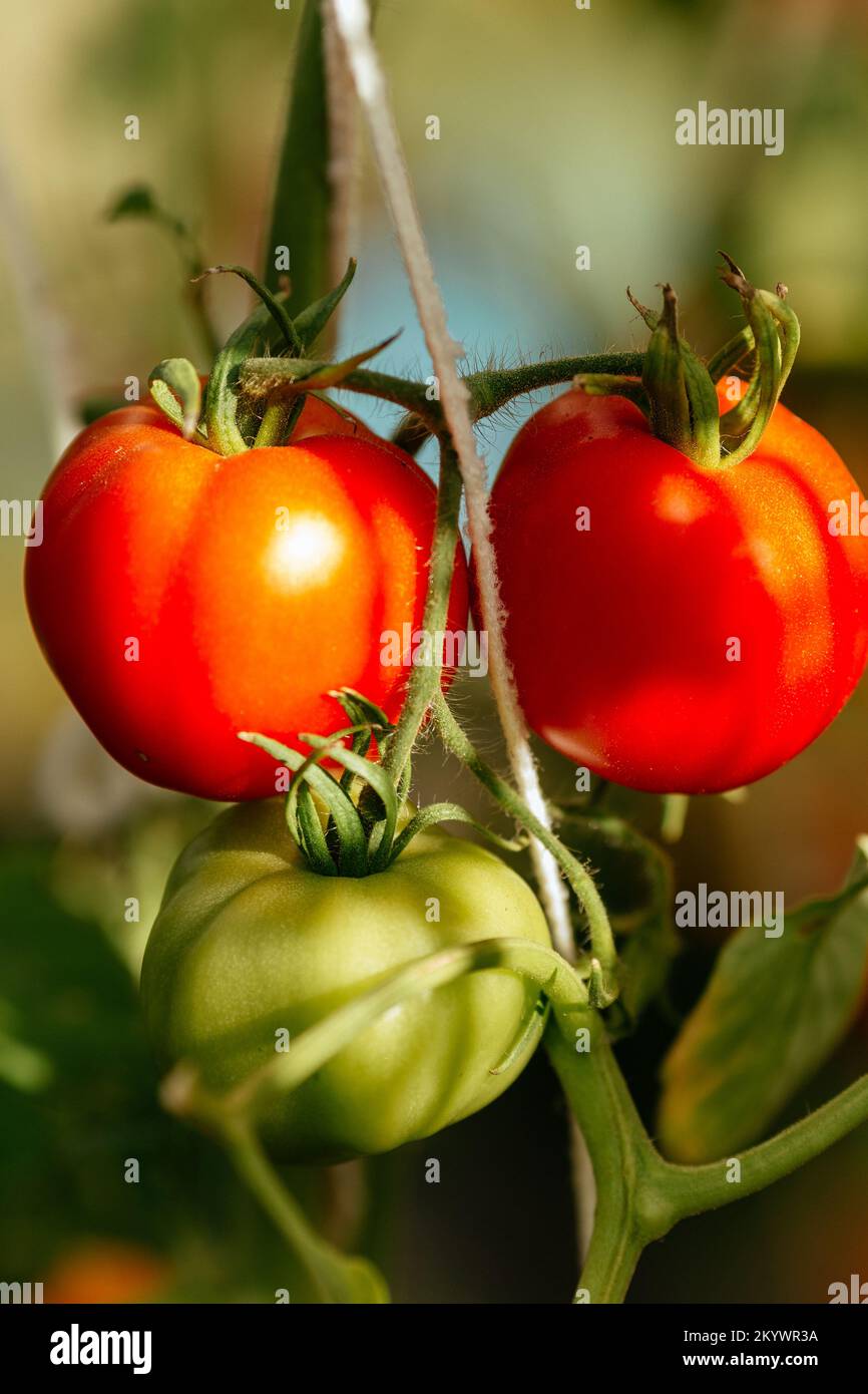 Green nature plants hi-res stock photography and images - Alamy