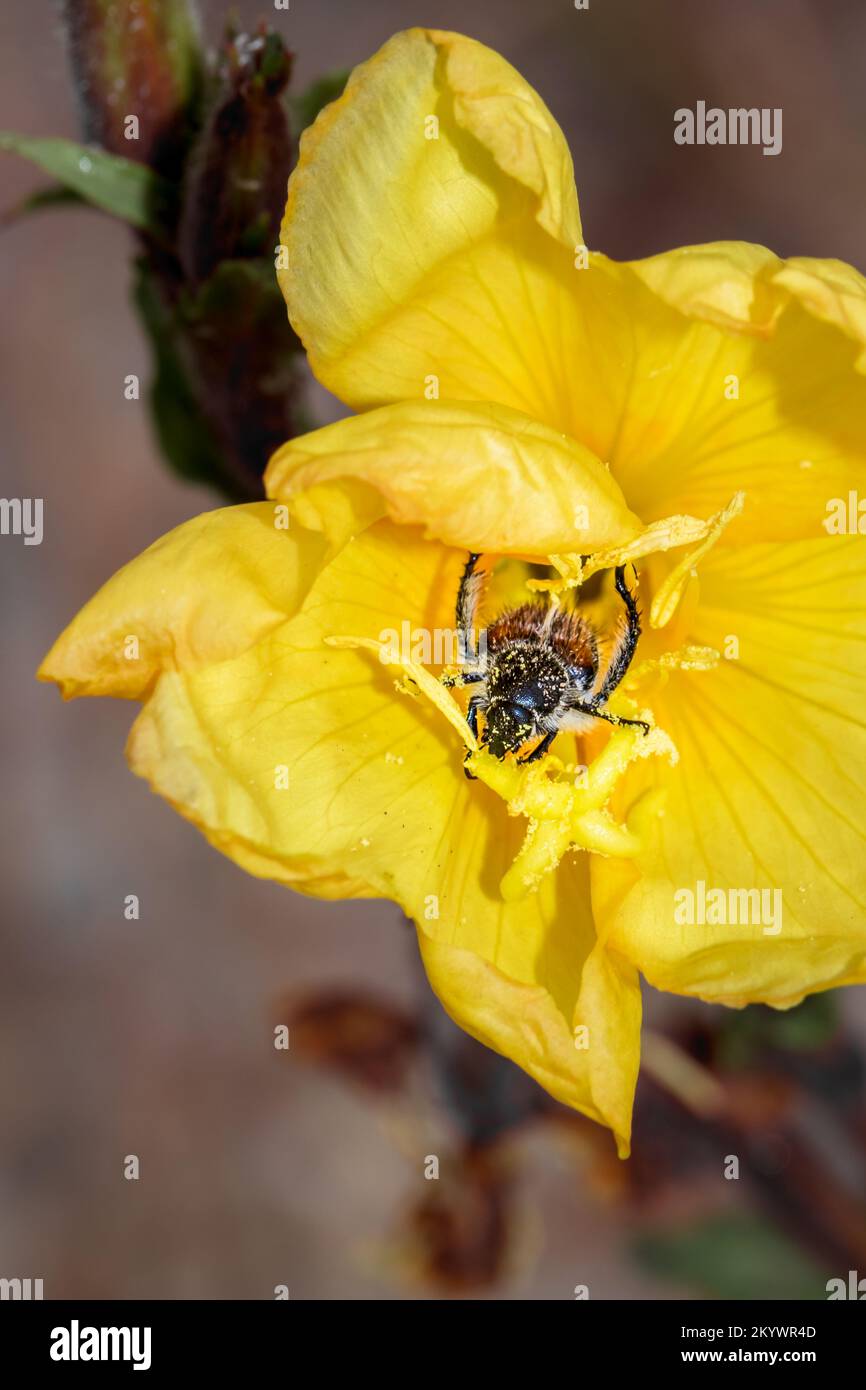 Monkey beetle (Clania glenlyonensis) eating pollen on a yellow evening ...