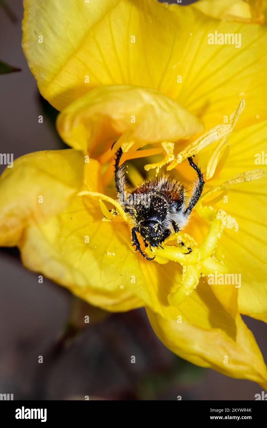 Monkey beetle (Clania glenlyonensis) eating pollen on a yellow evening ...