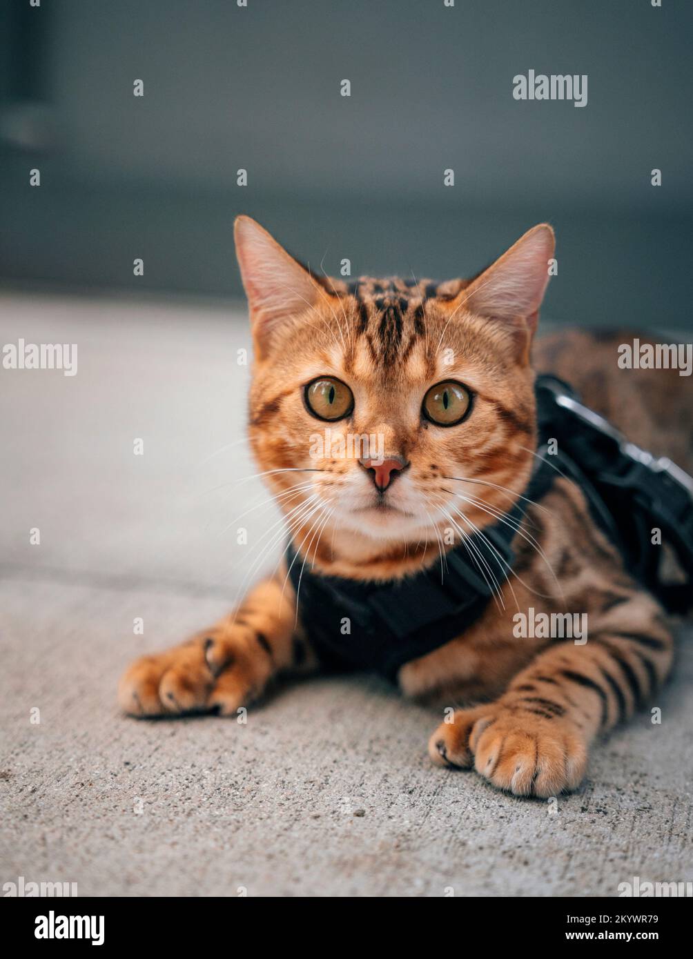 bengal cat look me more love animal pet Stock Photo - Alamy