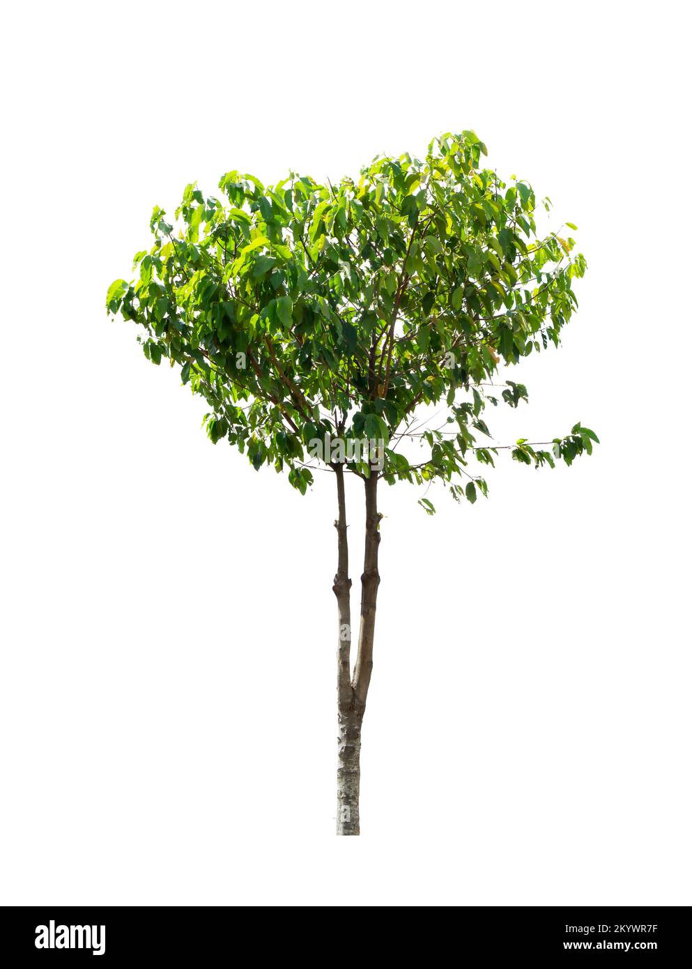 isolated tree on a white background trees in thailand,clipping paths ...