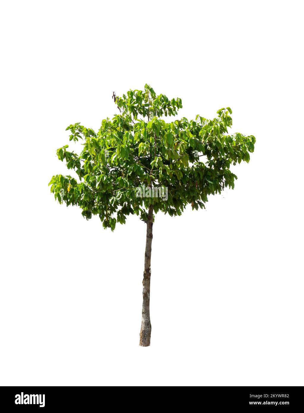 isolated tree on a white background trees in thailand,clipping paths ...