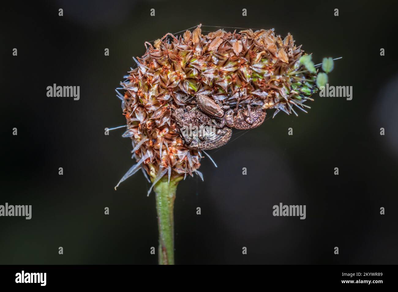 Snout beetles (curculionidae), gathered together in a group, Cape Town ...