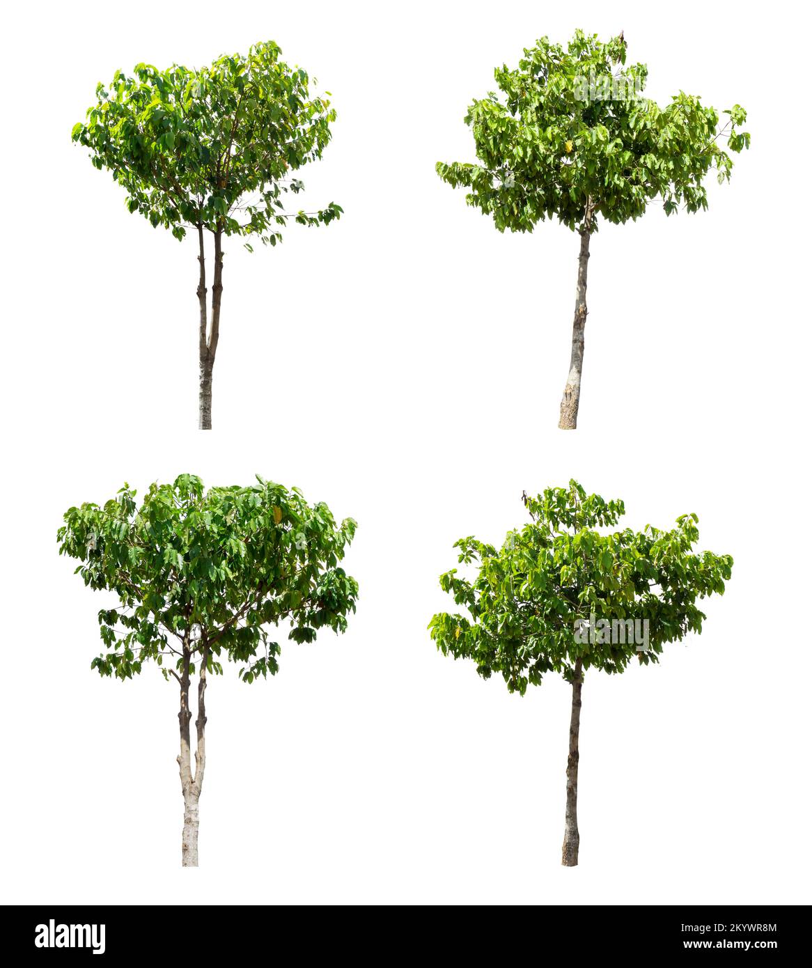 isolated four tree on a white background trees in thailand,clipping ...