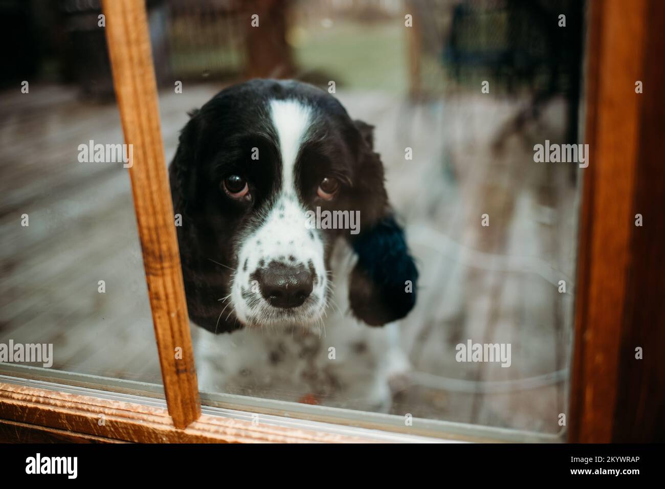 Single black and white English Springer Spaniel looking in window Stock ...