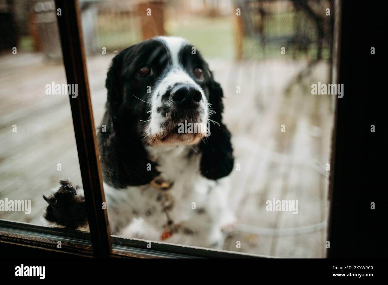 Single black and white English Springer Spaniel looking in window Stock ...