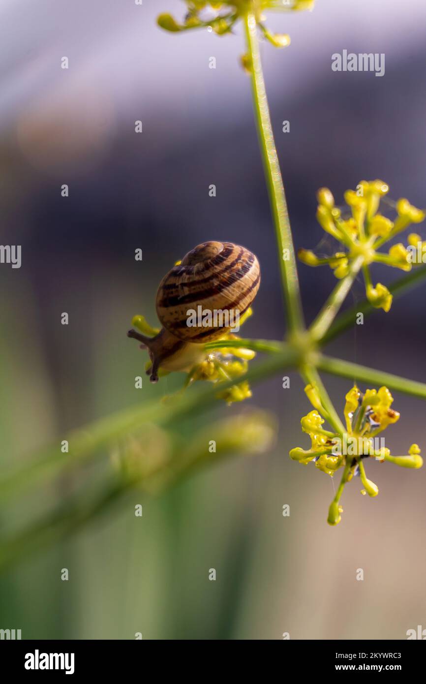 Snails in portugal hi-res stock photography and images - Alamy