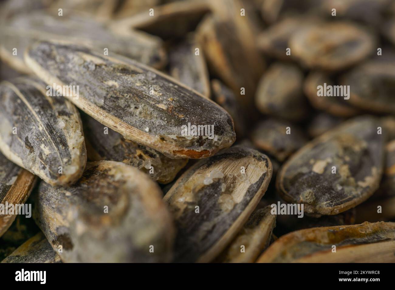 close-up of roasted sunflower seeds with salt selective focusing Stock ...