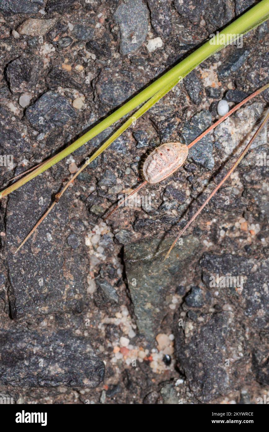 Ground pearl insect (Margarodidae), Cape Town, South Africa Stock Photo ...