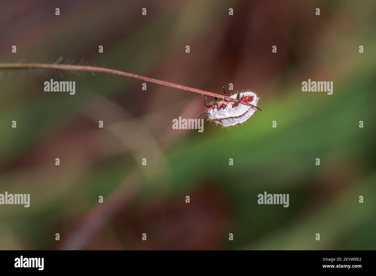Ground pearl insect (Margarodidae), Cape Town, South Africa Stock Photo ...