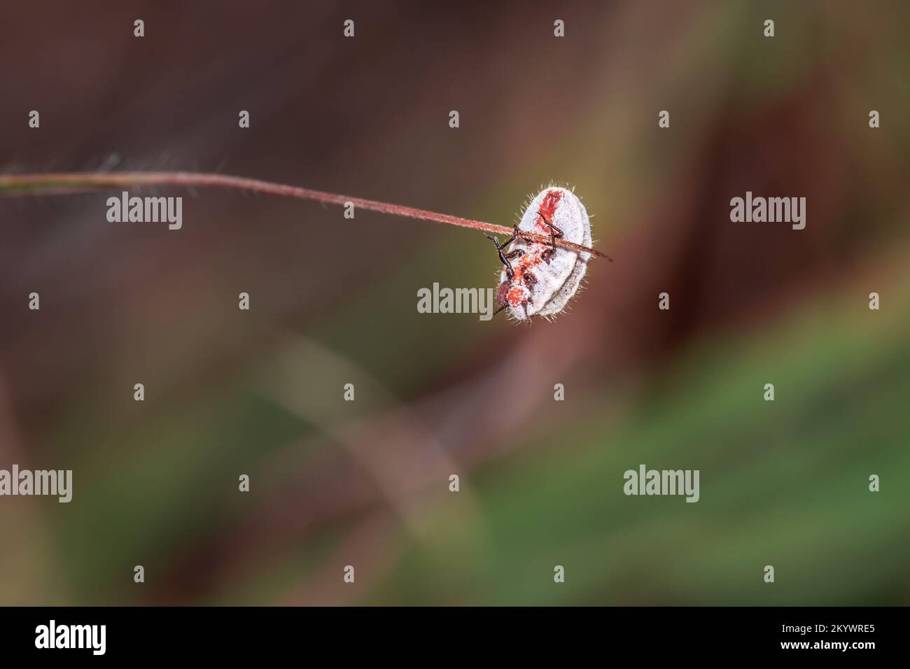 Ground pearl insect (Margarodidae), Cape Town, South Africa Stock Photo ...