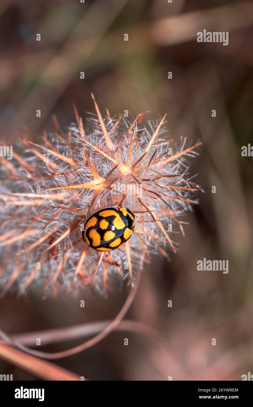 Ladybird beetle on a dried up flower blossom in springtime, Cape Town ...