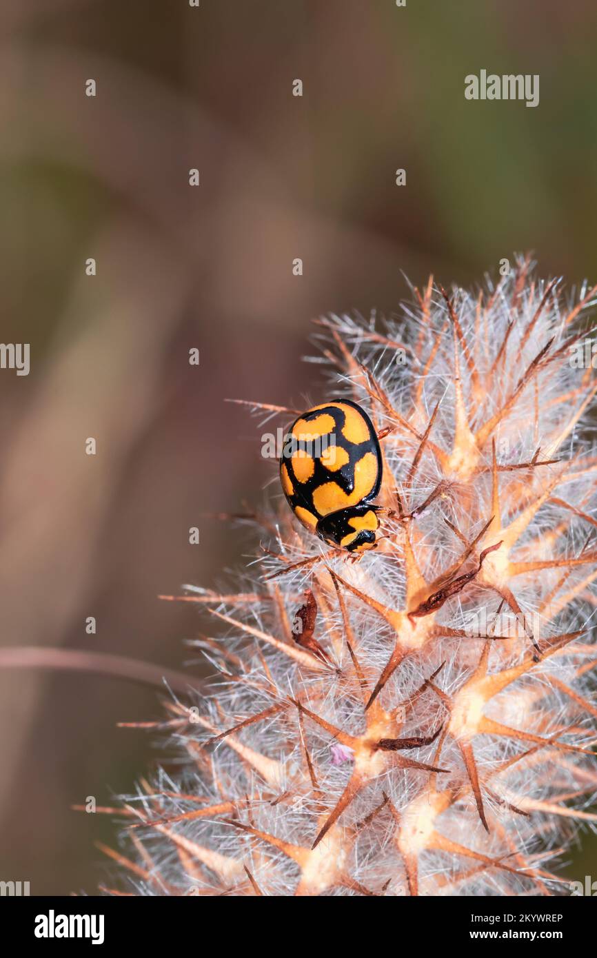 Ladybird beetle on a dried up flower blossom in springtime, Cape Town ...