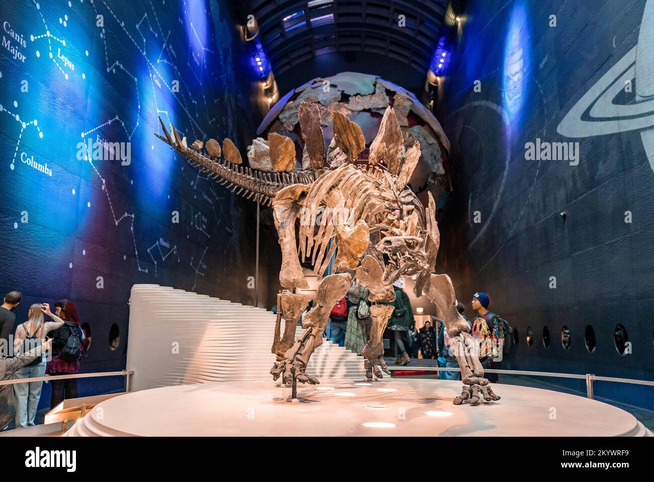Natural History museum - The most complete stegosaurus skeleton Stock ...