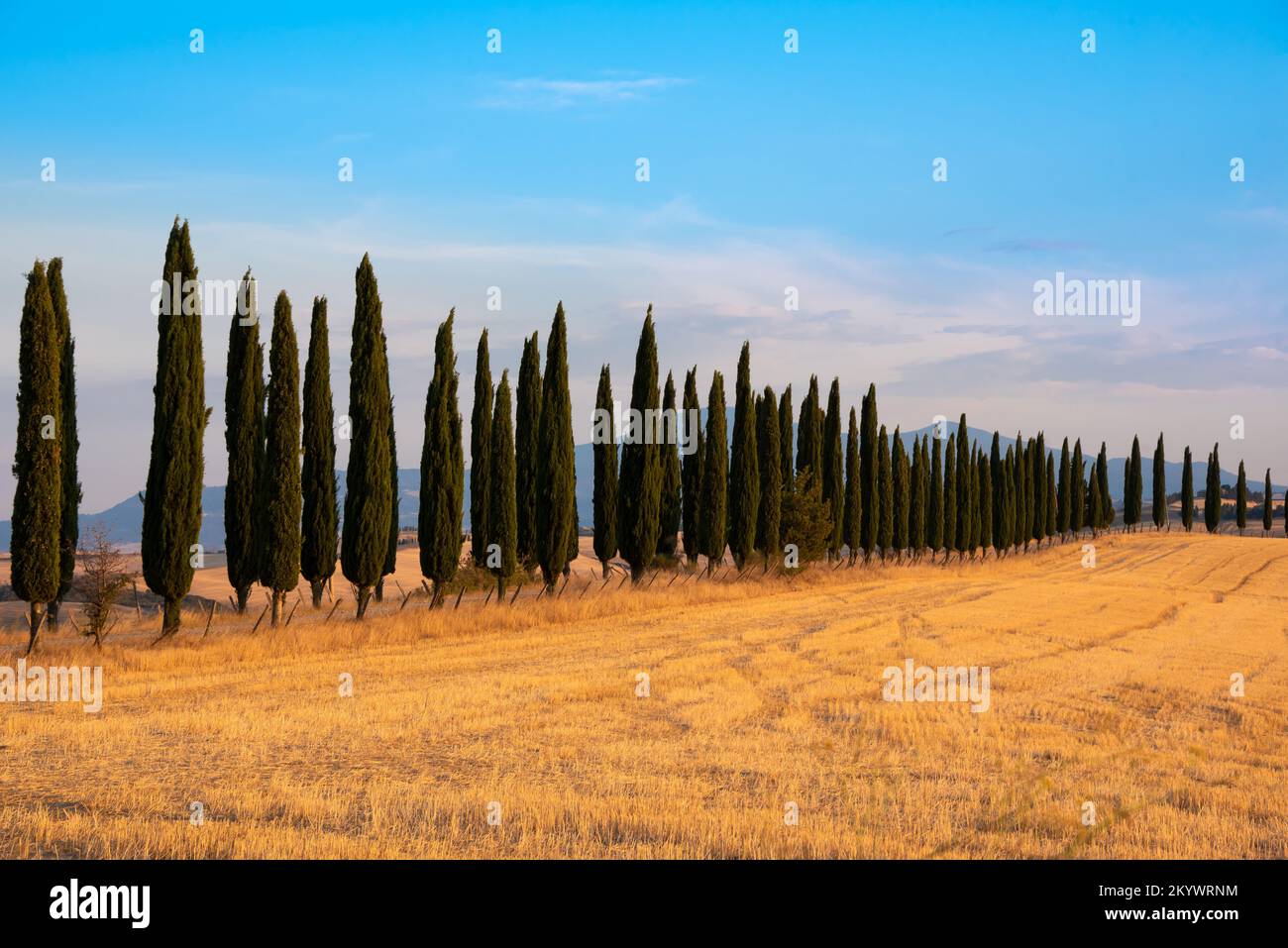 Countryside landscape with cypress trees among farm fields Stock Photo ...