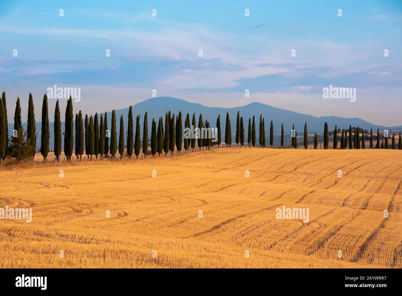 Countryside landscape with cypress trees among farm fields Stock Photo ...