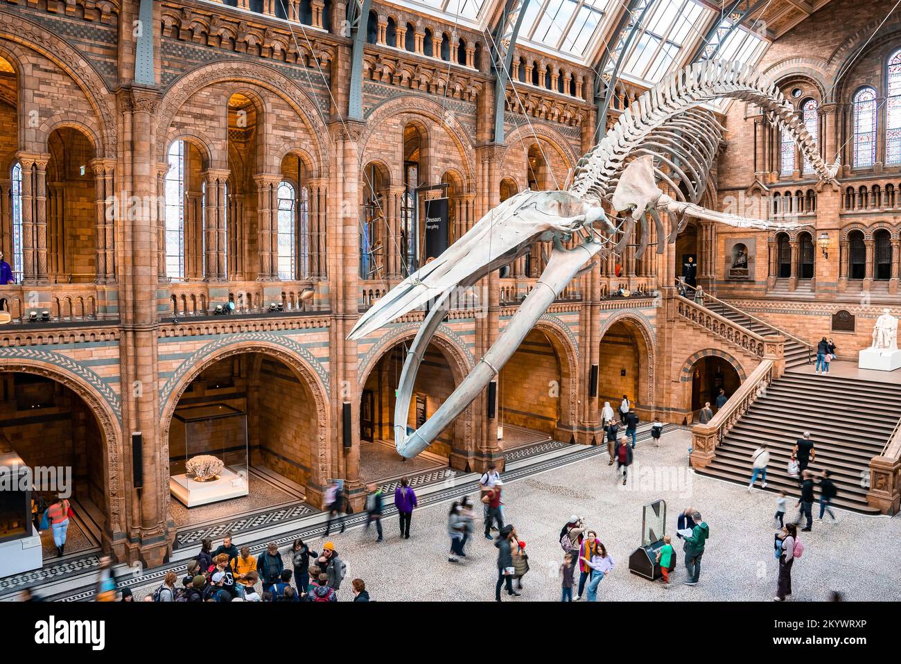 Blue whale skeleton in the main hall of the Natural History Museum of ...