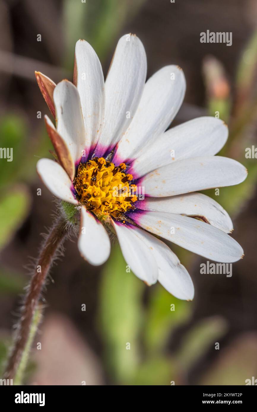 Yellow and orange African Daisy (Osteospermum) Wild flower growing ...
