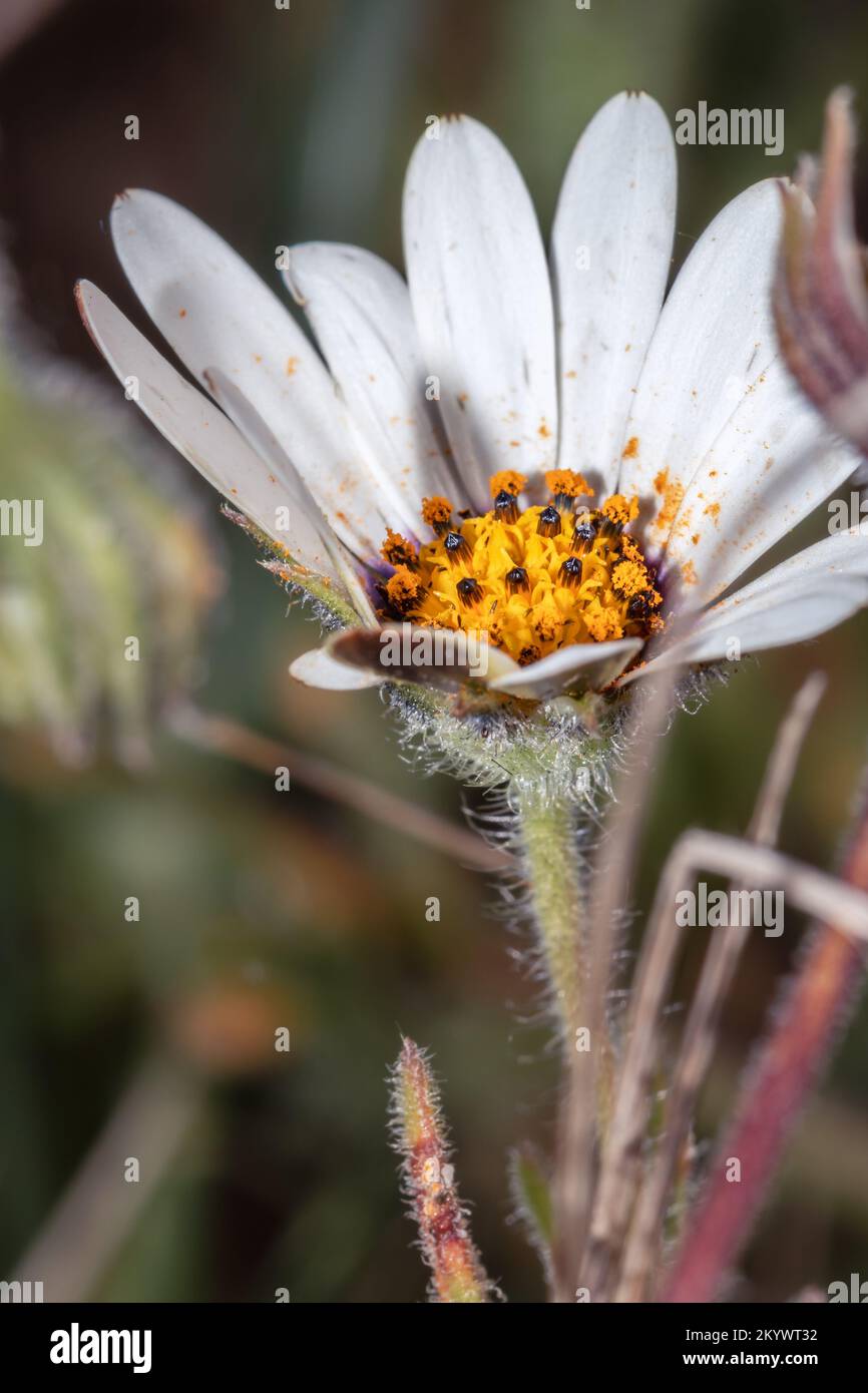 Yellow and orange African Daisy (Osteospermum) Wild flower growing ...