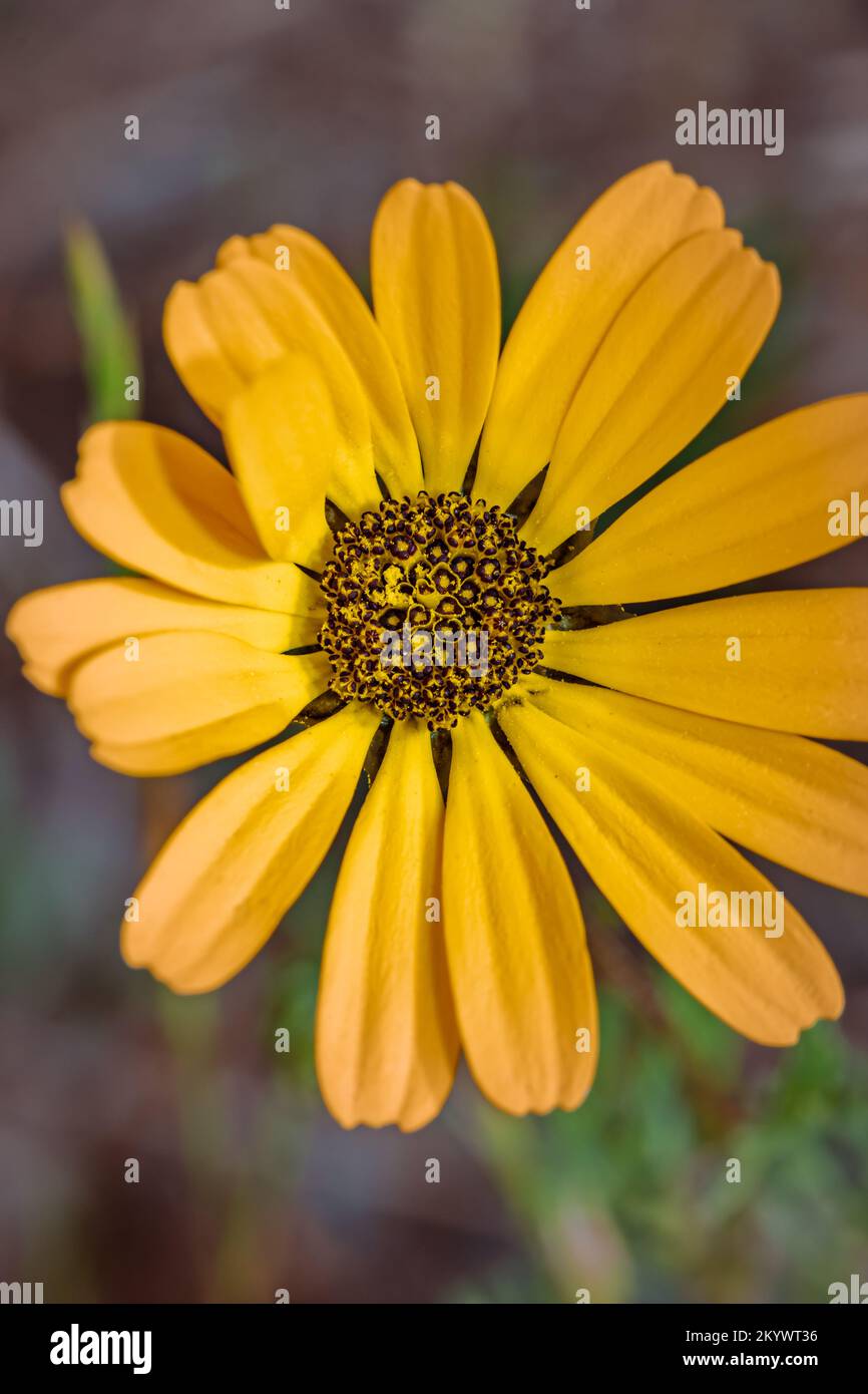 Yellow and orange African Daisy (Osteospermum) Wild flower growing ...