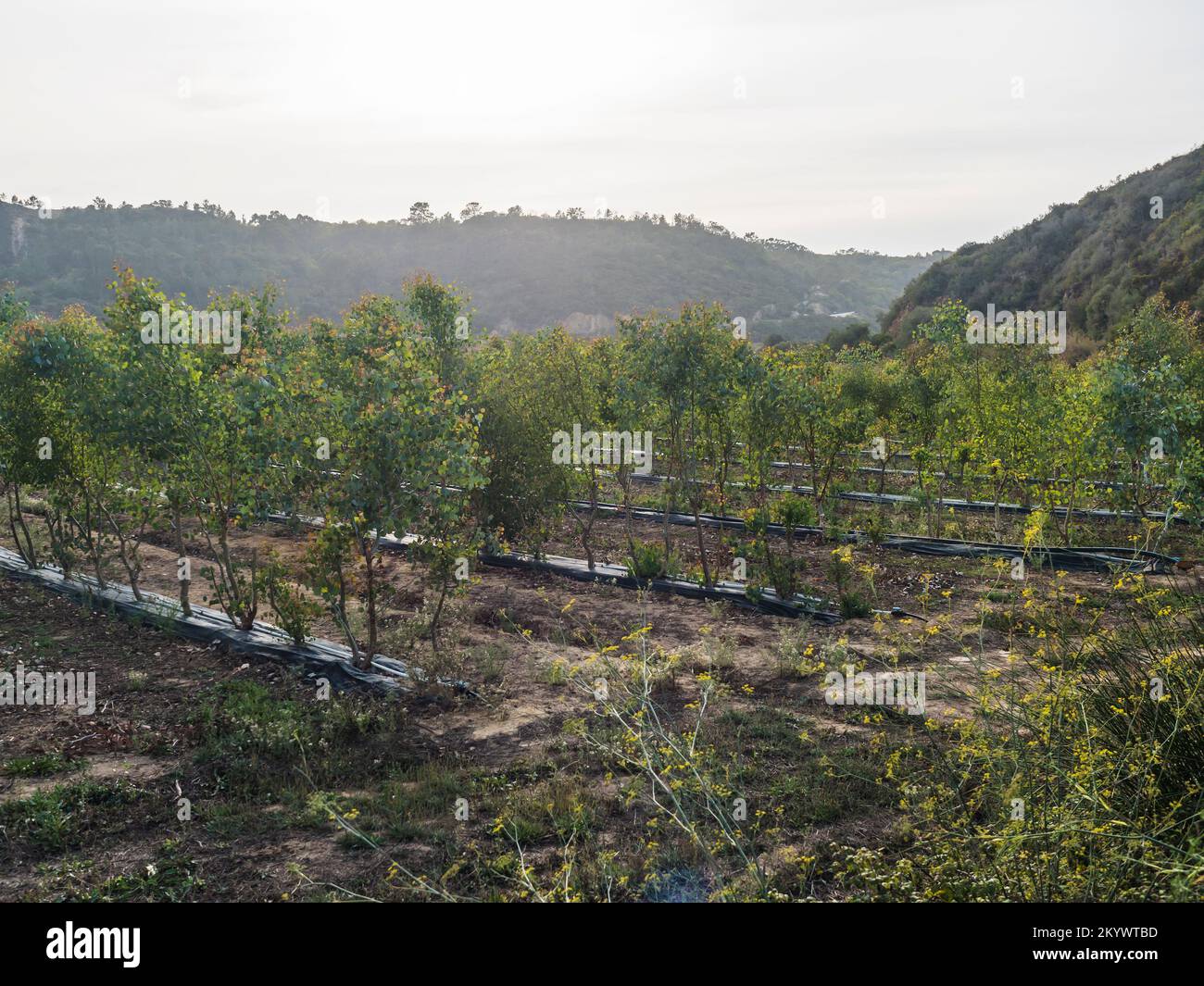Rows of tree plantation, trees orchard in valley near Odeceixe ...