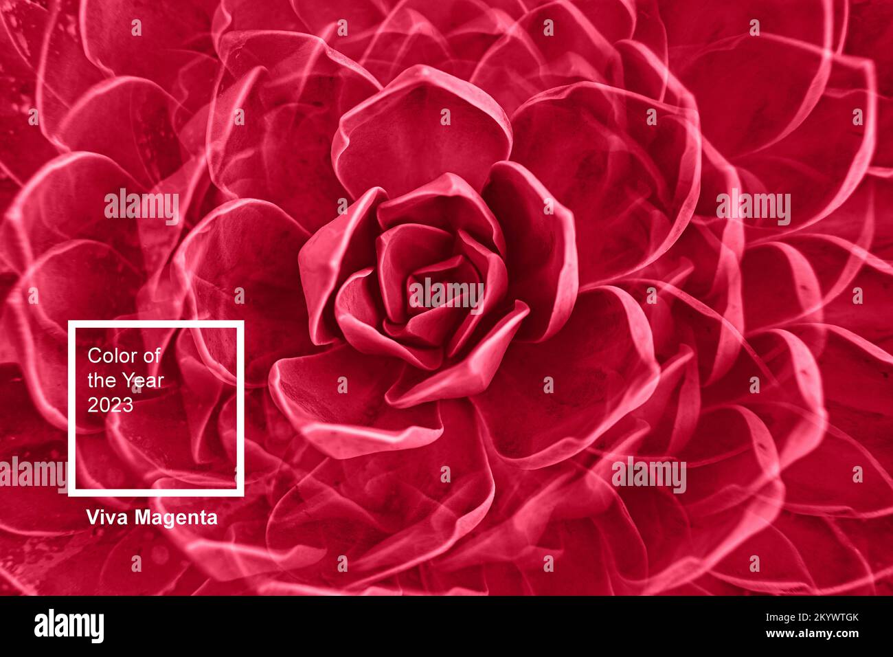 Rock rose succulent plant leaves rosette closeup. Abstract floral ...