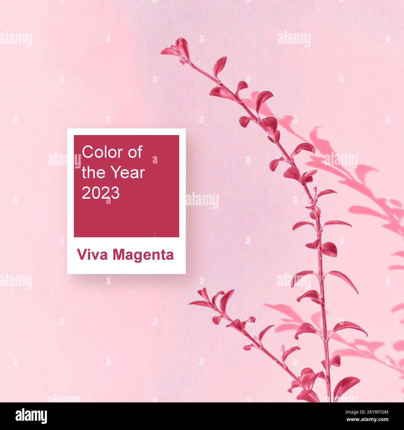 Small branch of plant against white wall background with shadow and ...