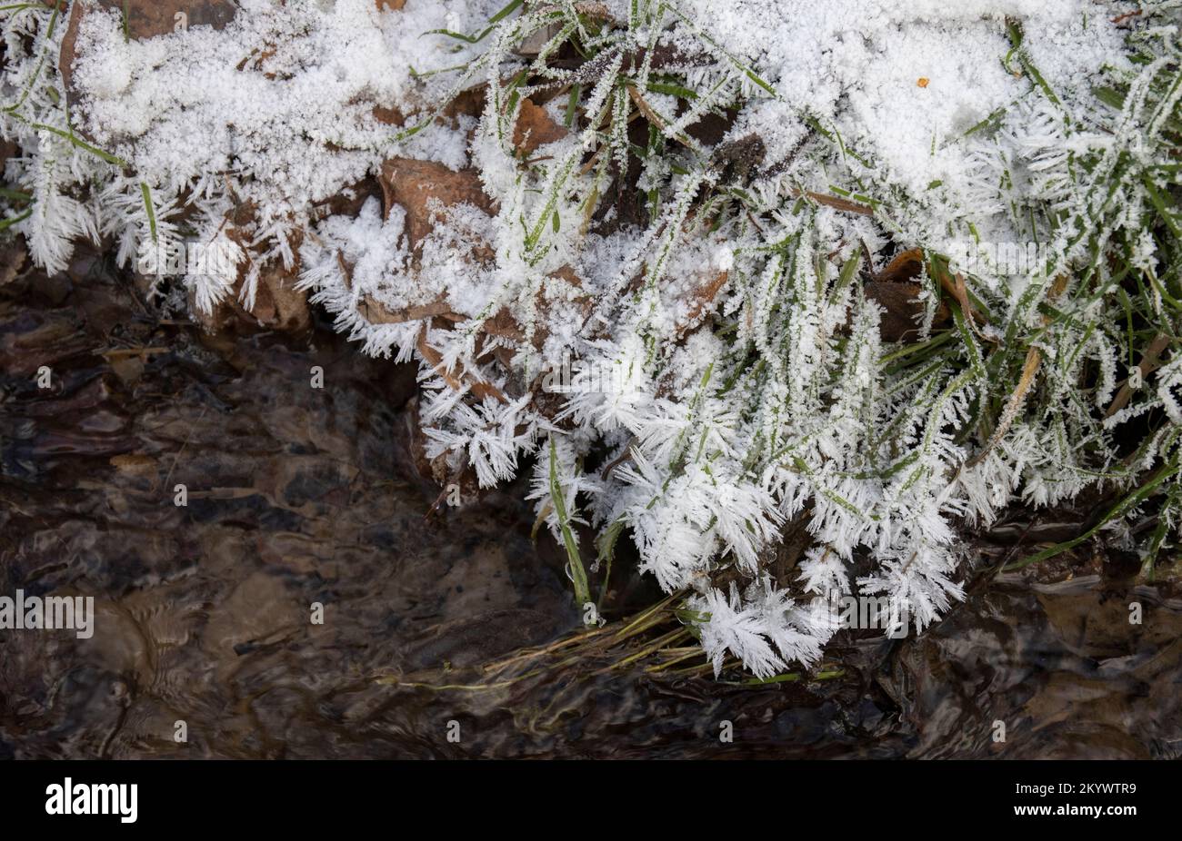 Frozen branches and leaves in snowflakes along the stream in the winter ...