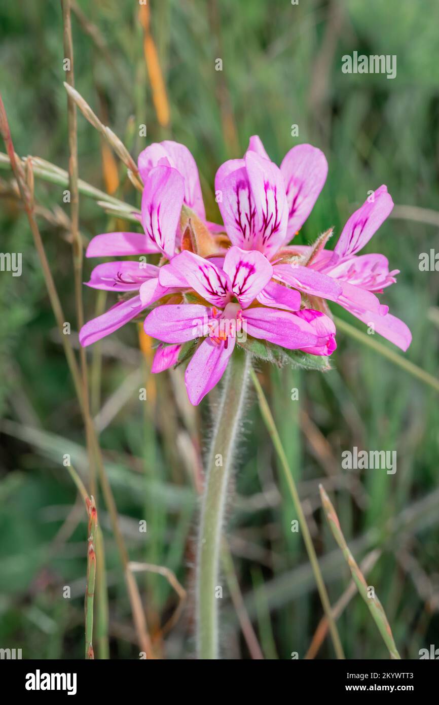 Pelargonium tomentosum hi-res stock photography and images - Alamy